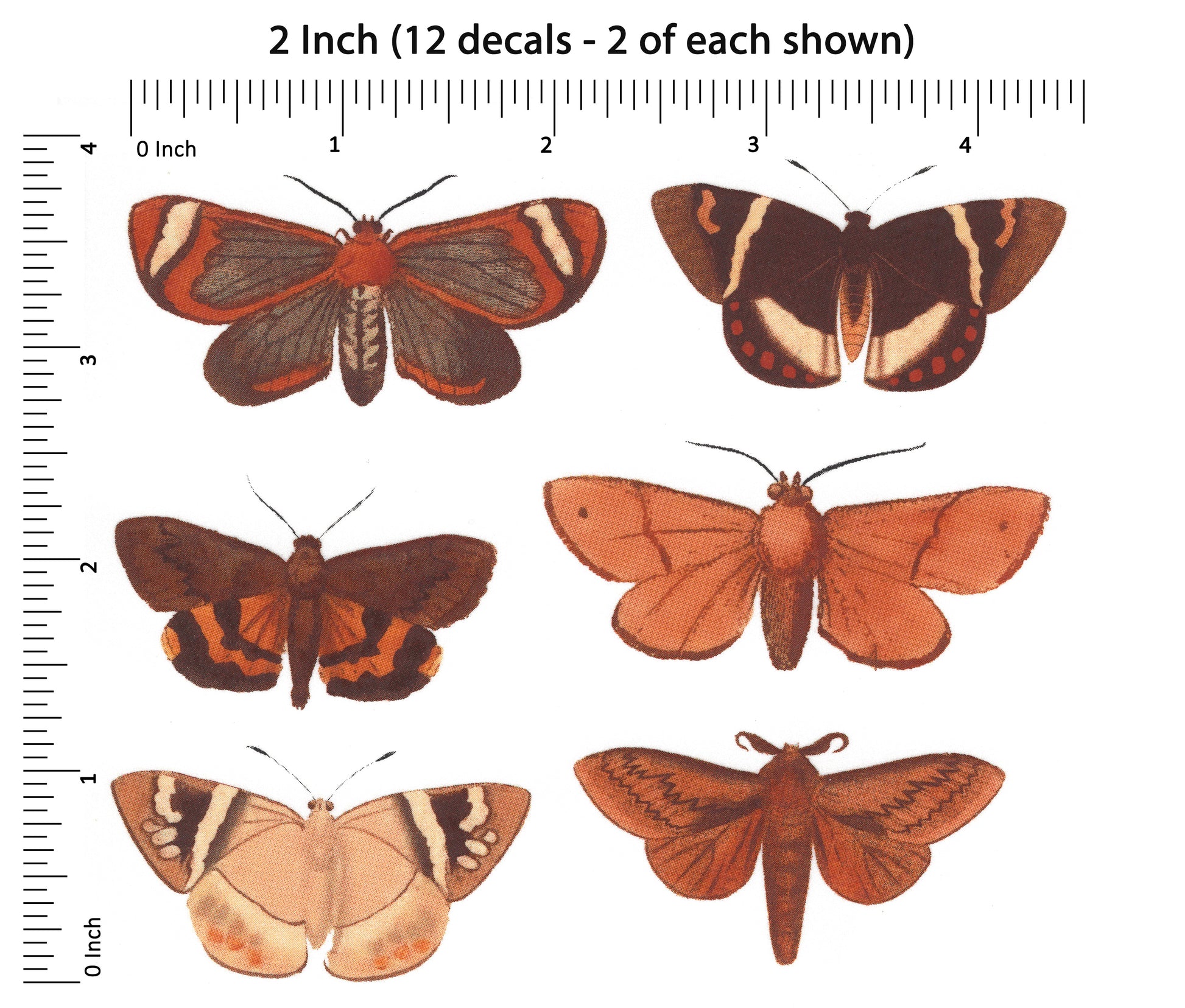 Moths Collection Overglaze Ceramic Decals – Captive Decals
