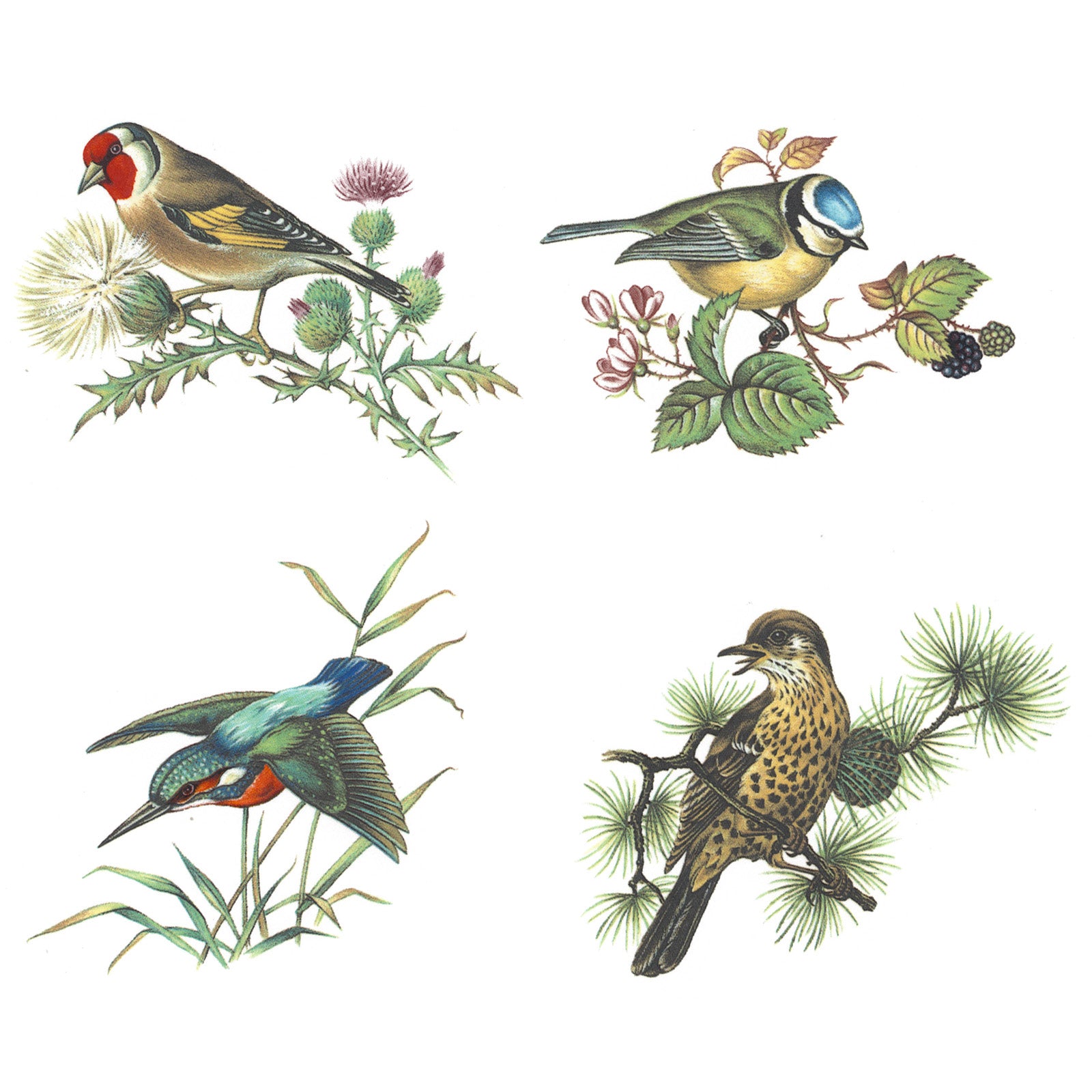 British Birds Thrush Kingfisher Goldfinch Blue Tit Waterslide Ceramic ...